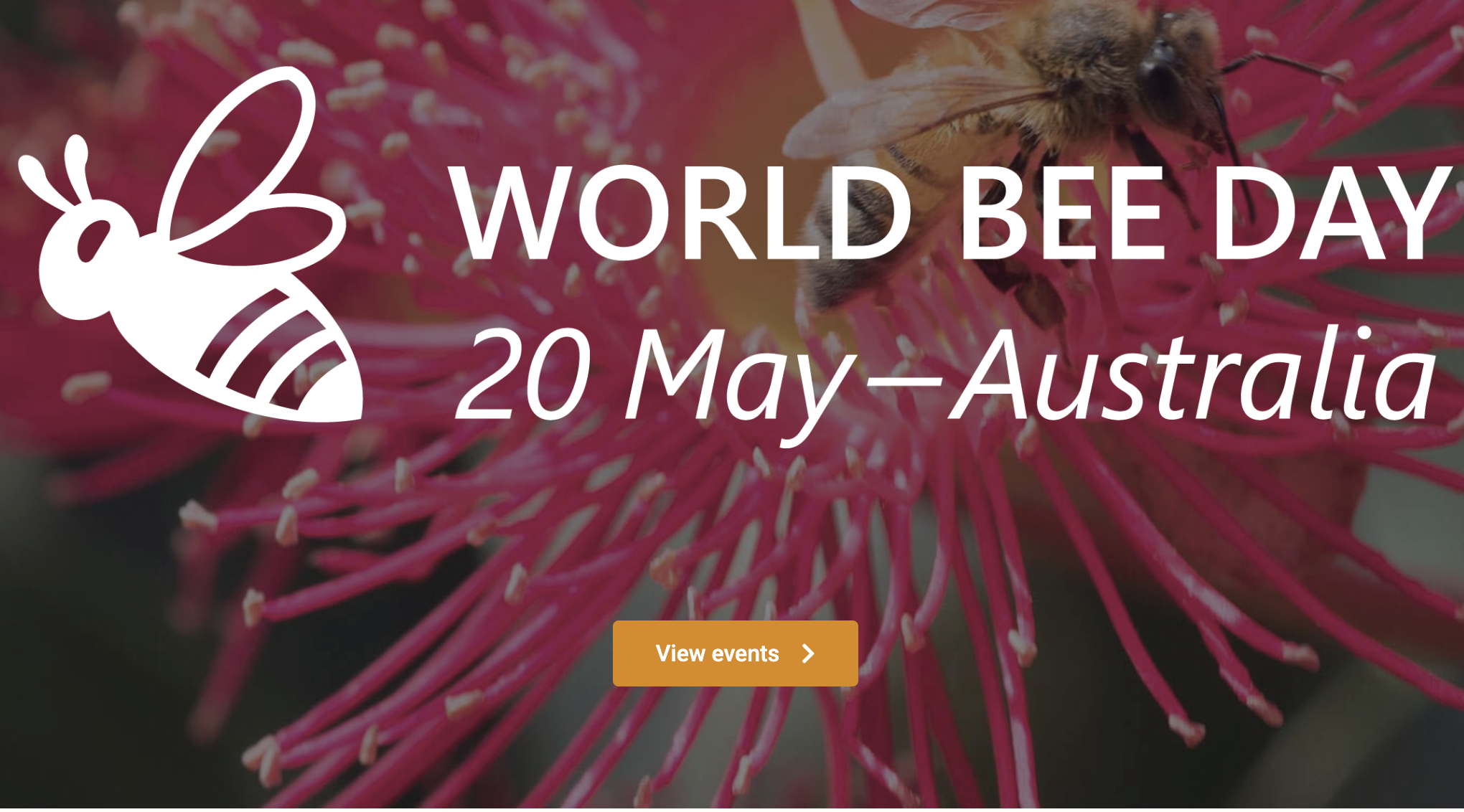 World Bee Day 2025 – ACT for Bees